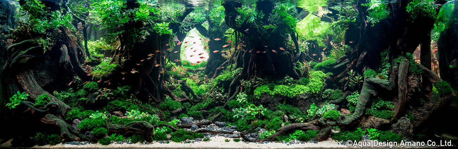 THE INTERNATIONAL AQUATIC PLANTS LAYOUT CONTEST - The World's Largest ...