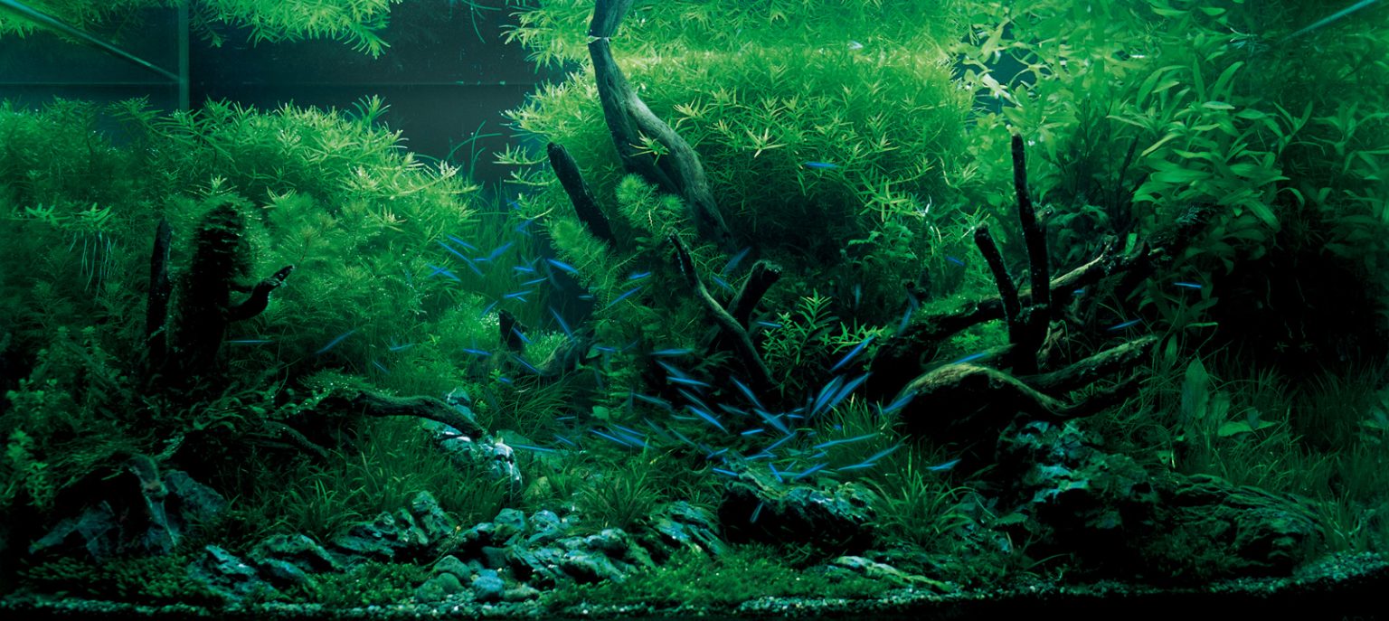 THE INTERNATIONAL AQUATIC PLANTS LAYOUT CONTEST - The World's Largest ...
