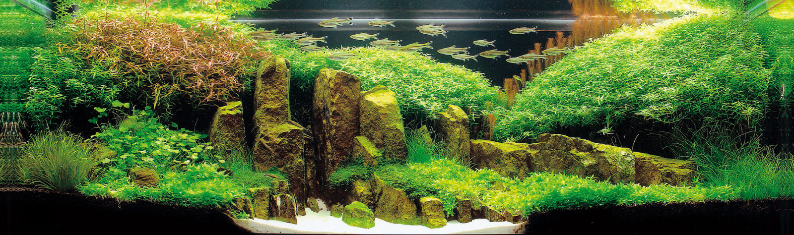THE INTERNATIONAL AQUATIC PLANTS LAYOUT CONTEST - The World's Largest ...