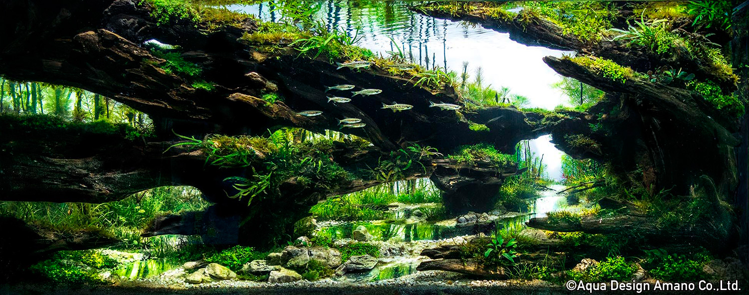 IAPLC 2025 | 世界最大の水草レイアウトのコンテスト