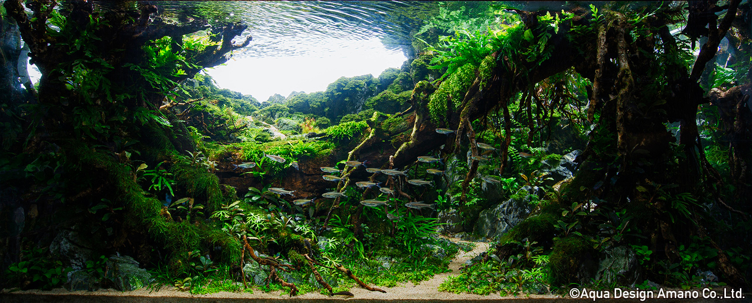 IAPLC 2024 | 世界最大の水草レイアウトのコンテスト