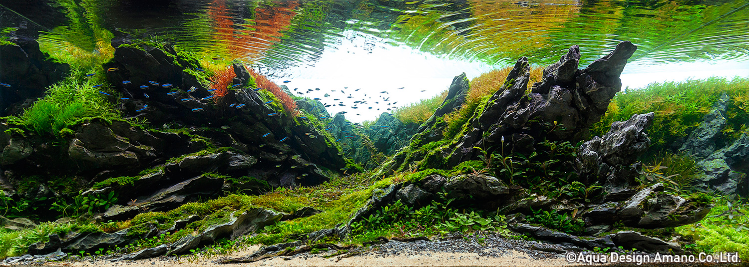 IAPLC 2024 | 世界最大の水草レイアウトのコンテスト