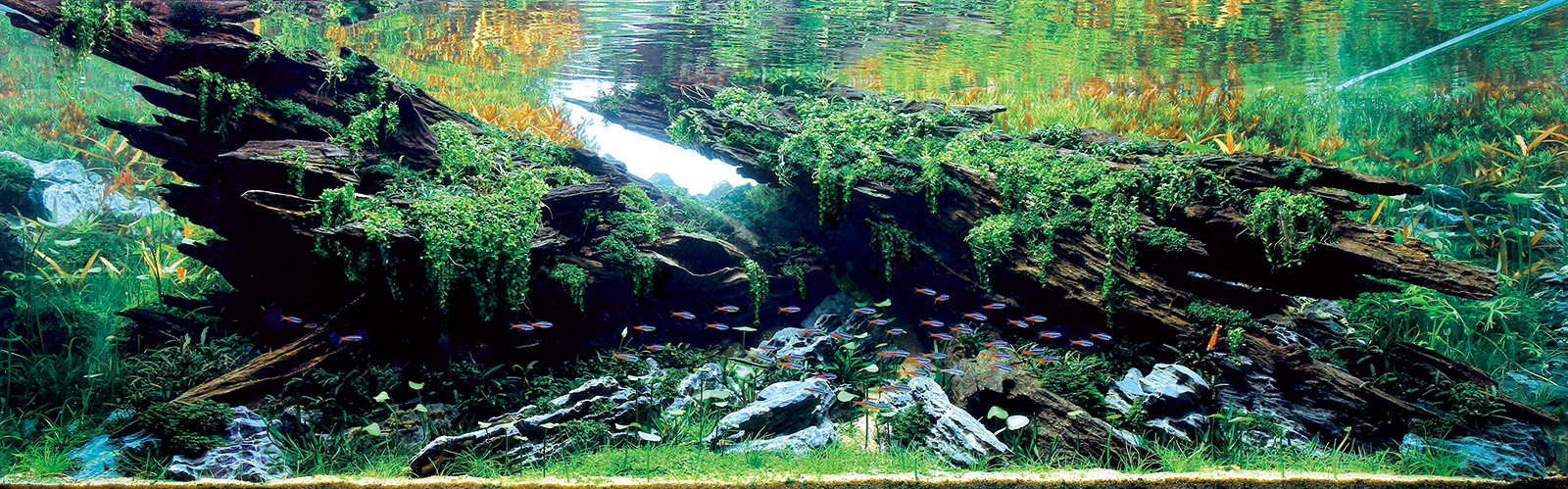 IAPLC 2025 | 世界最大の水草レイアウトのコンテスト